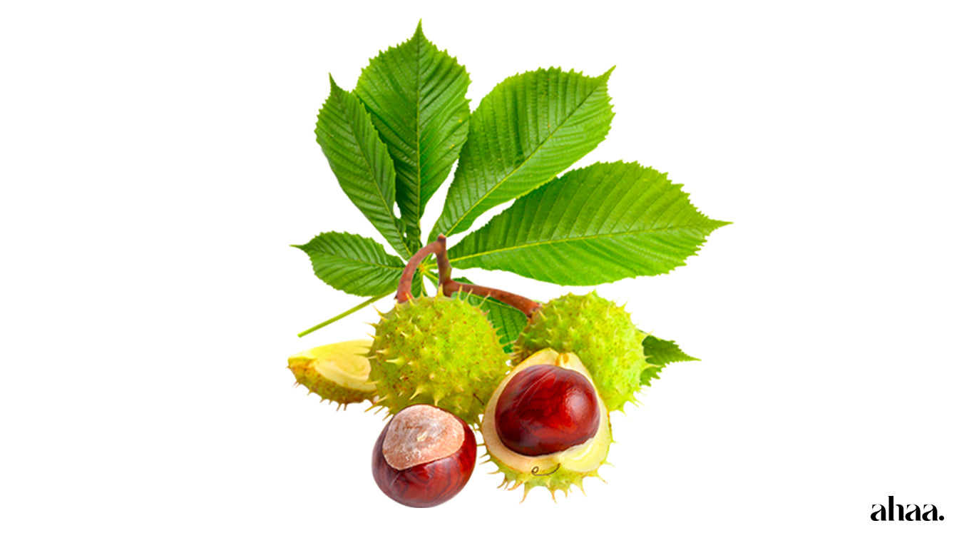 Chestnut Extract in Skincare - Everything You Need to Know | ahaa ...